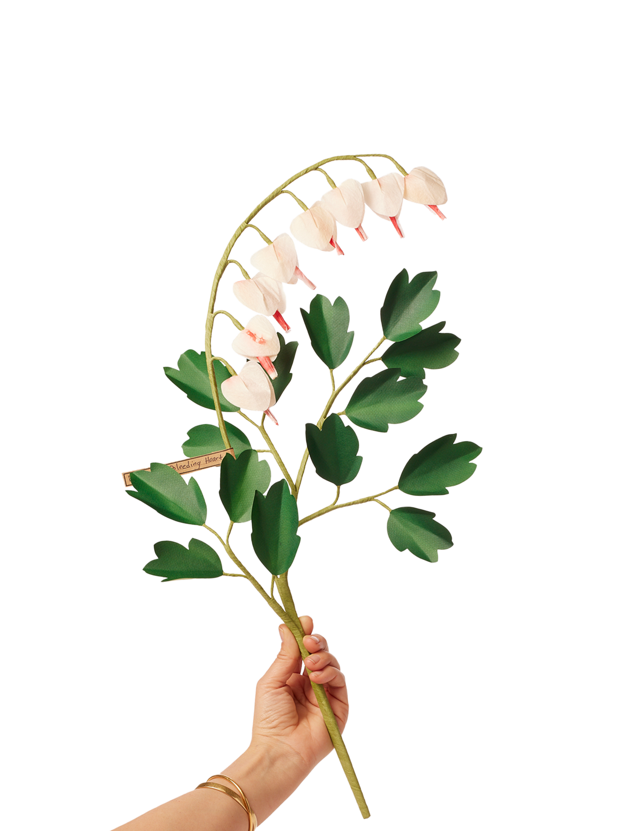 Bleeding Heart Stem – The Green Vase