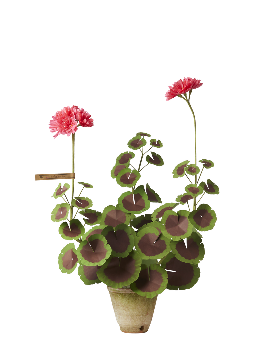 Two-Tone Geranium Plant – The Green Vase