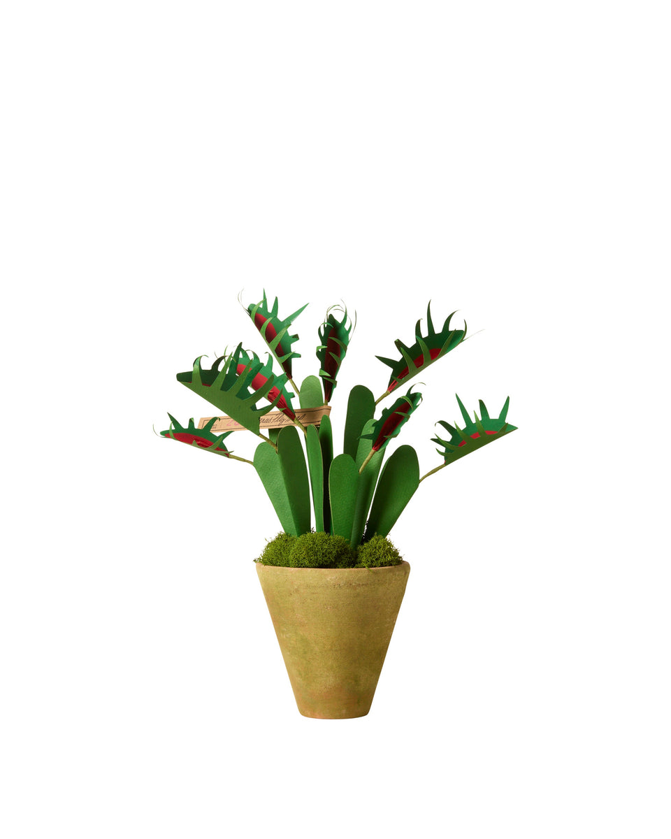 Venus Flytrap Plant – The Green Vase