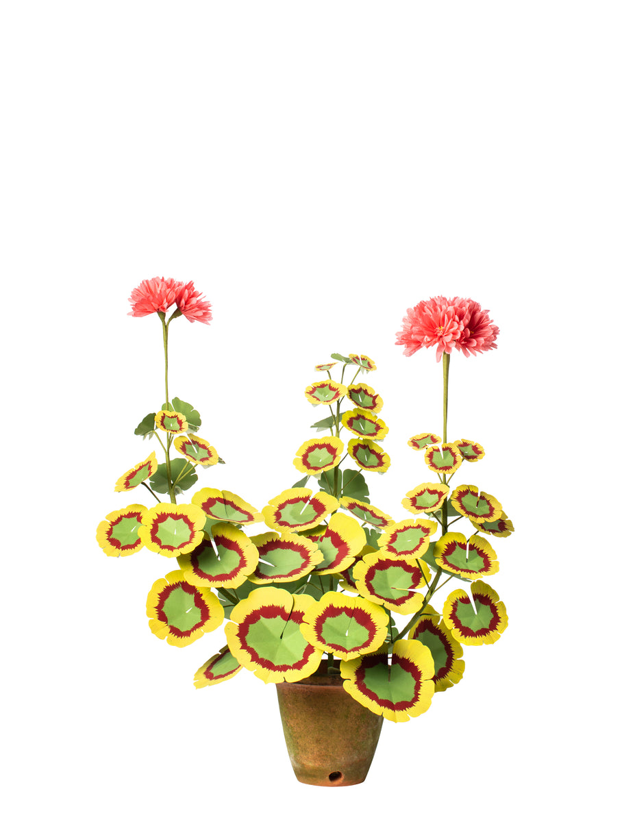 Geranium Plant – The Green Vase