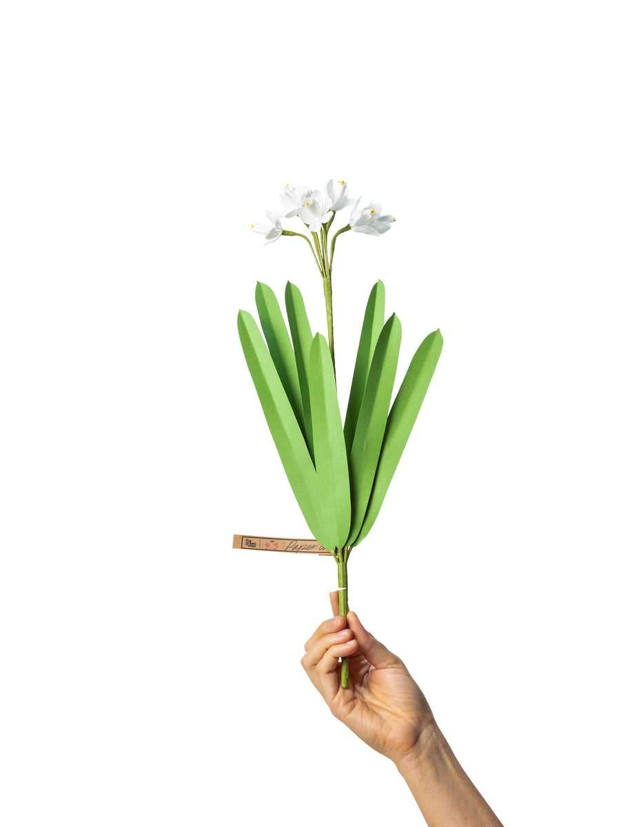 Paperwhite – The Green Vase