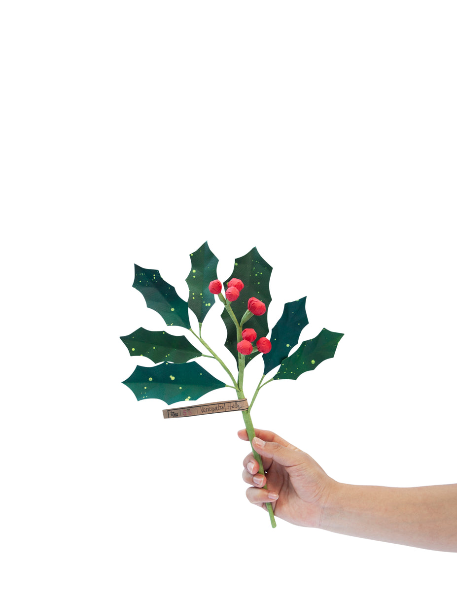 Variegated Holly – The Green Vase