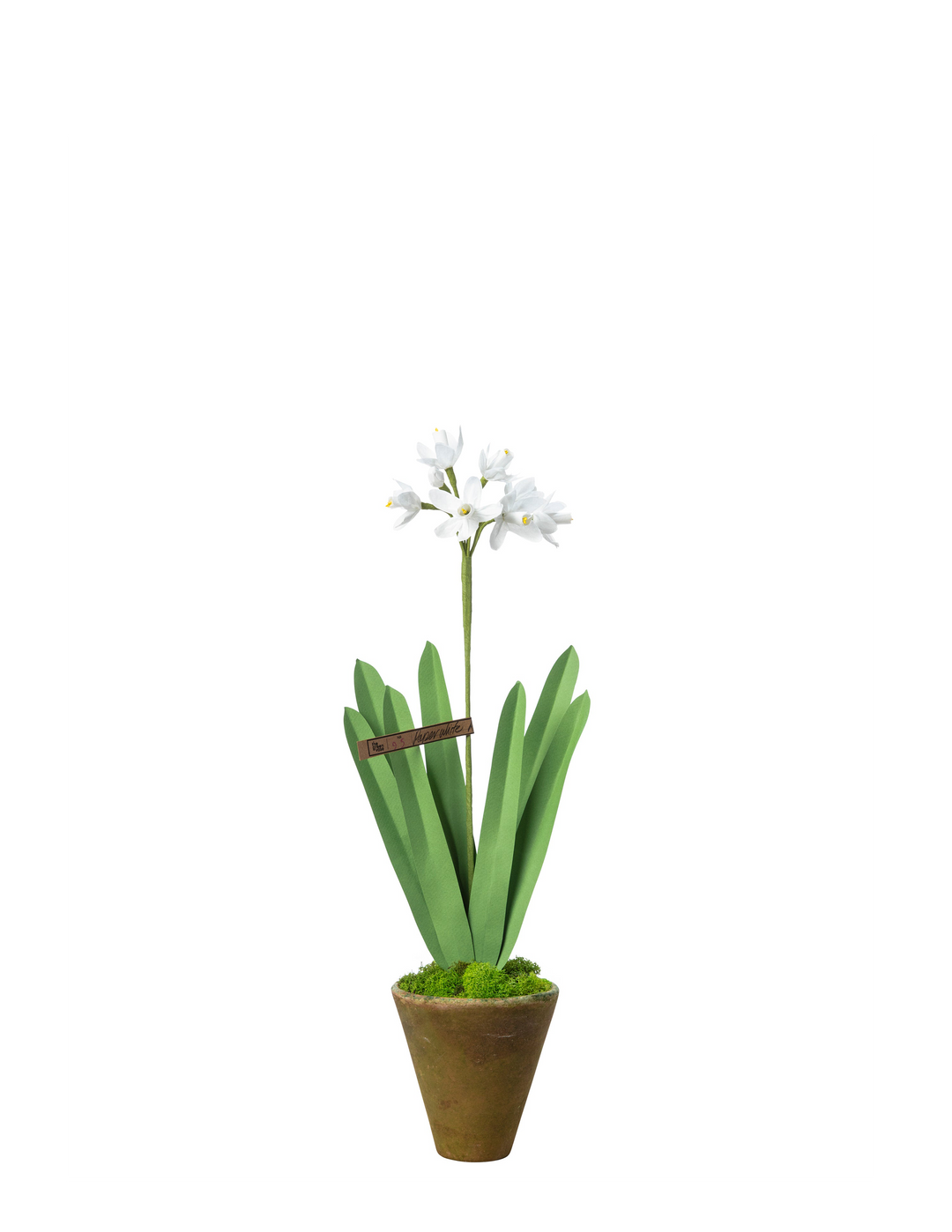 Paperwhite Plant – The Green Vase